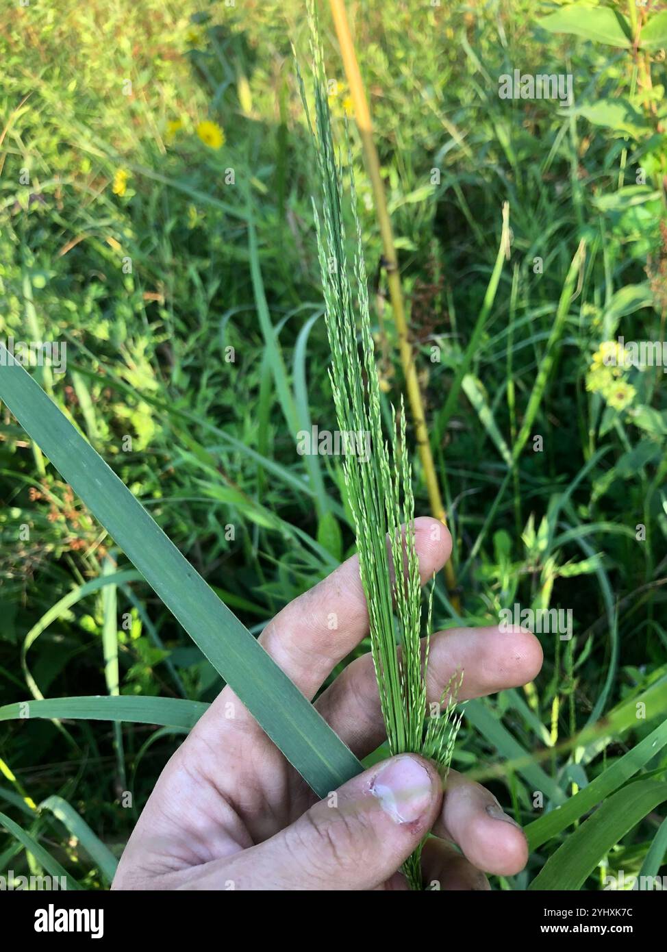switchgrass (Panicum virgatum Stock Photo - Alamy