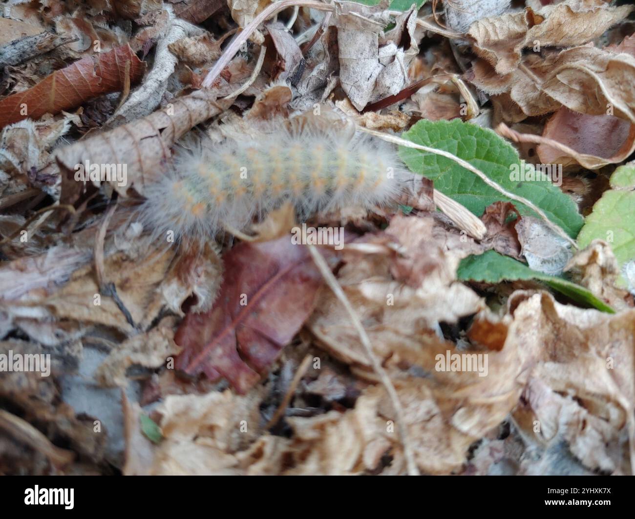 Salt Marsh Moth (Estigmene acrea Stock Photo - Alamy