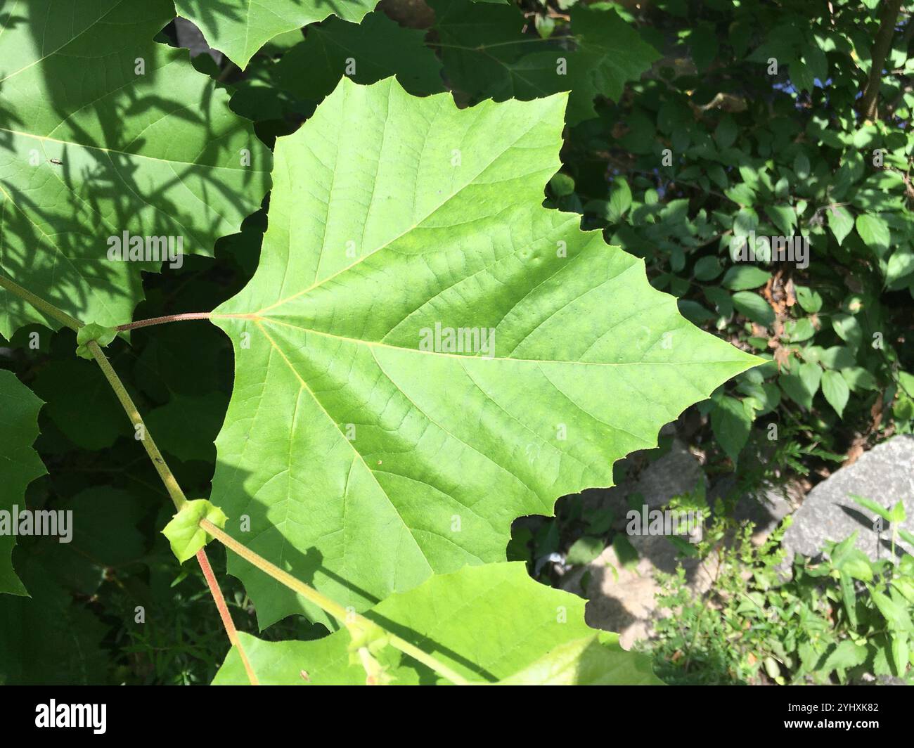 American sycamore (Platanus occidentalis Stock Photo - Alamy