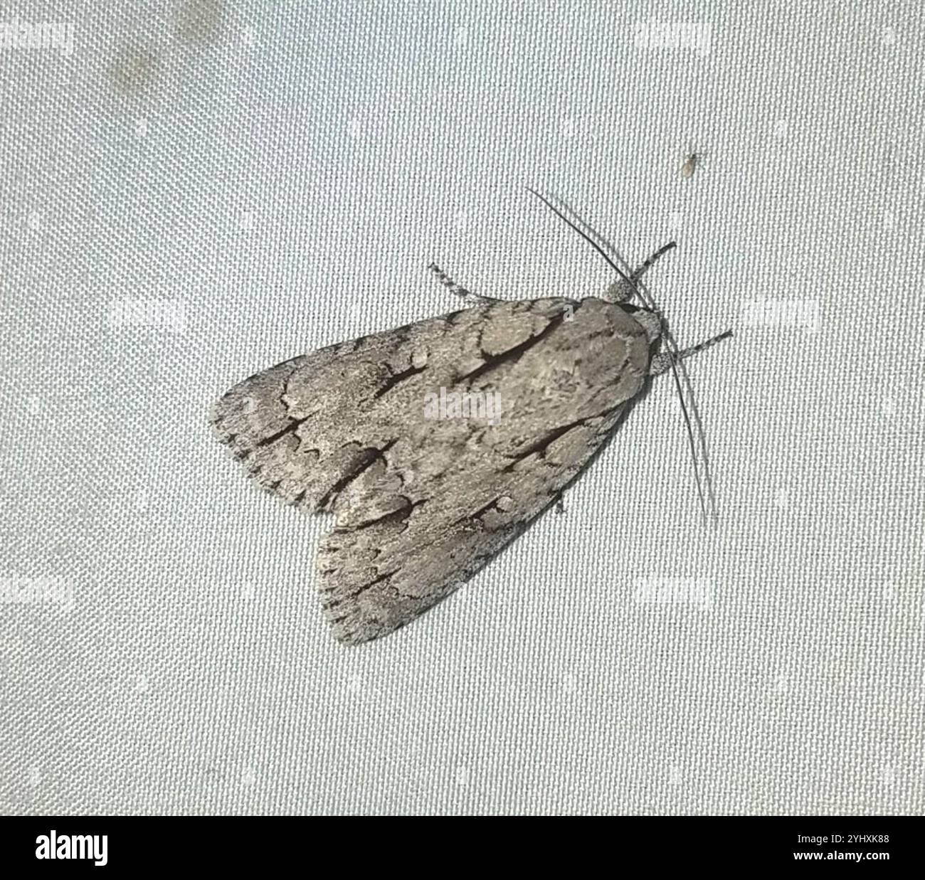 Greater Oak Dagger (Acronicta lobeliae Stock Photo - Alamy