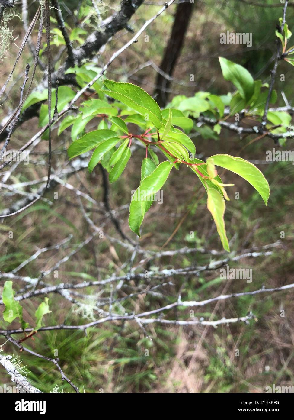 Chickasaw plum (Prunus angustifolia Stock Photo - Alamy