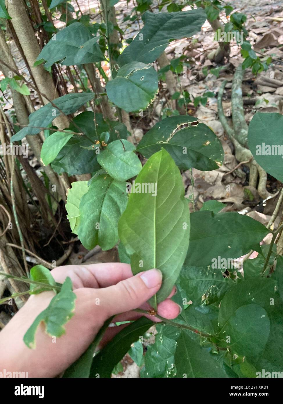 Guinea Hen Weed (Petiveria alliacea Stock Photo - Alamy