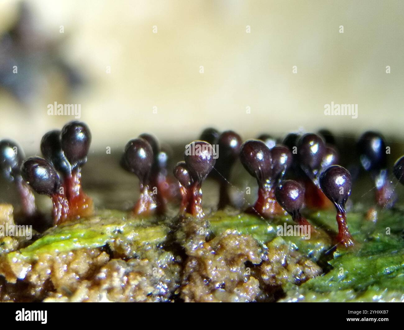 Trichia botrytis hi-res stock photography and images - Alamy