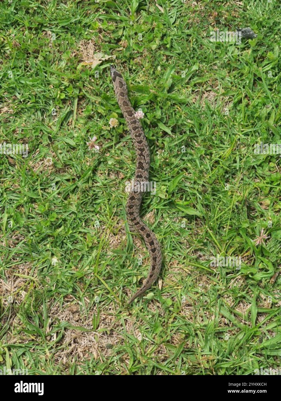 Snouted Night Adder (Causus defilippii Stock Photo - Alamy