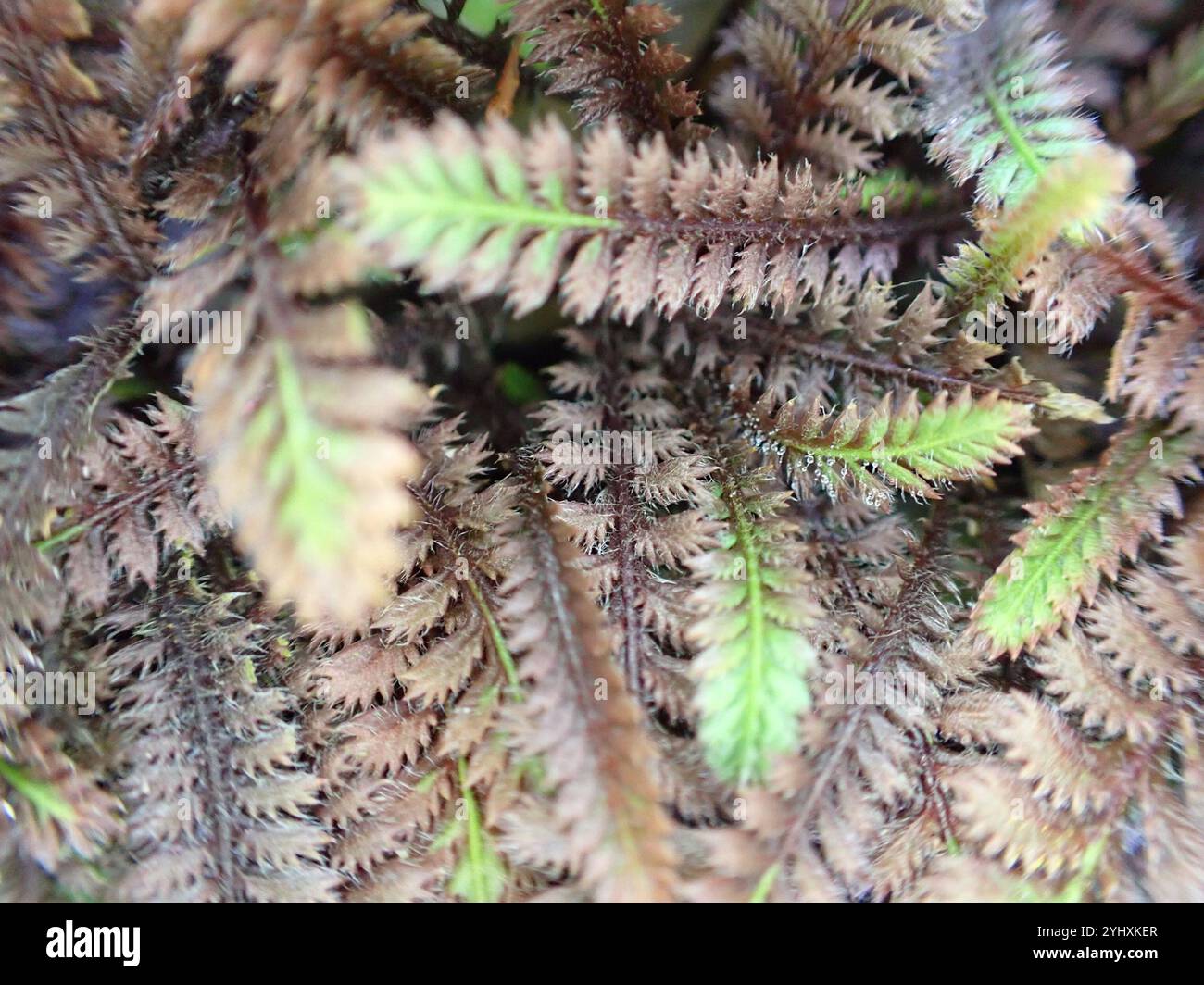 Leptinella (Leptinella squalida Stock Photo - Alamy