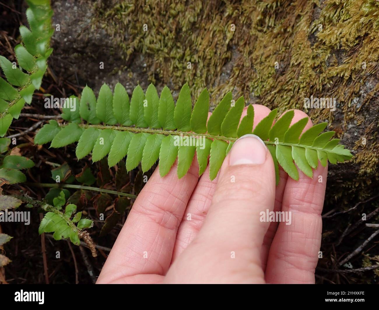shield ferns (Polystichum Stock Photo - Alamy