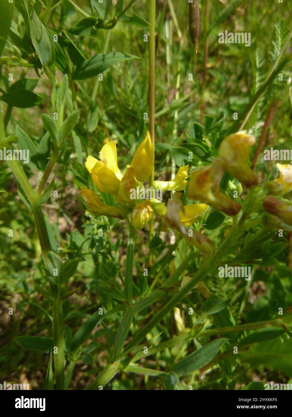 meadow pea (Lathyrus pratensis Stock Photo - Alamy