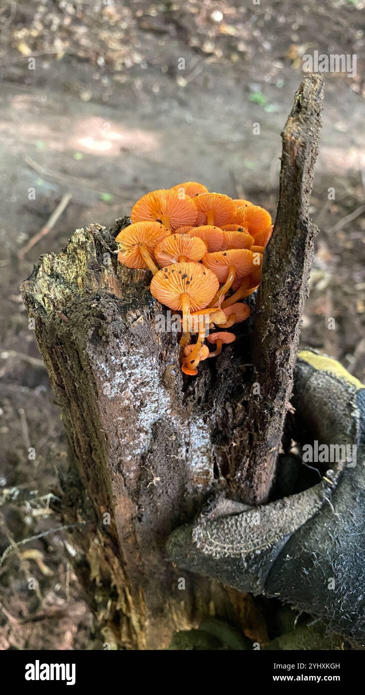 Orange mycena leaiana hi-res stock photography and images - Alamy