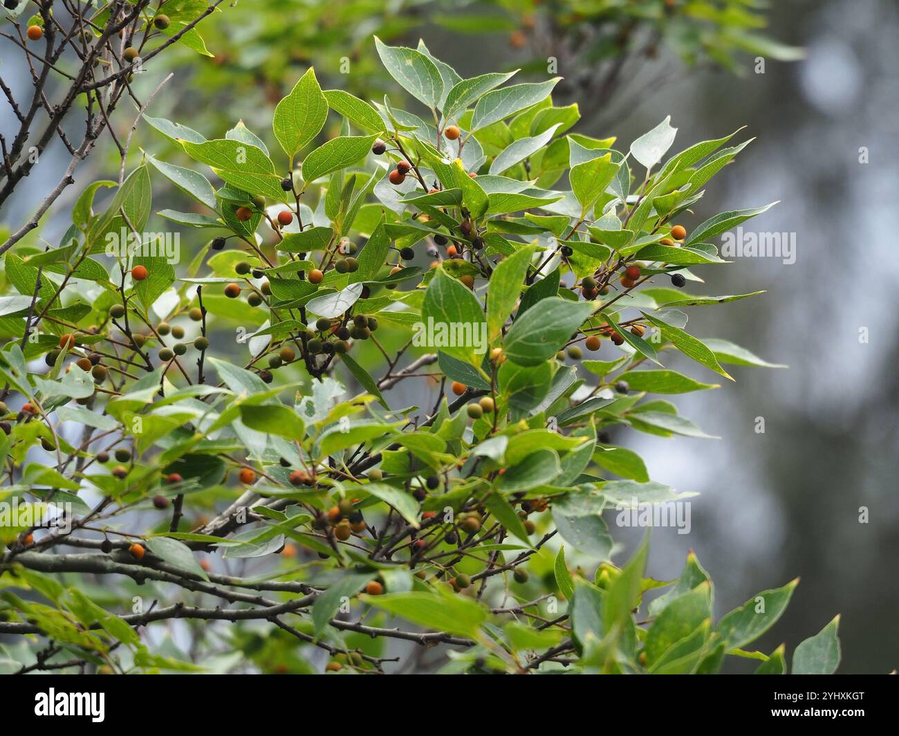 Chinese hackberry celtis sinensis hi-res stock photography and images ...
