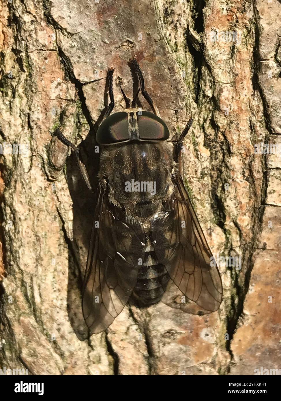 Dark Giant Horse Fly Tabanus Sudeticus Stock Photo Alamy