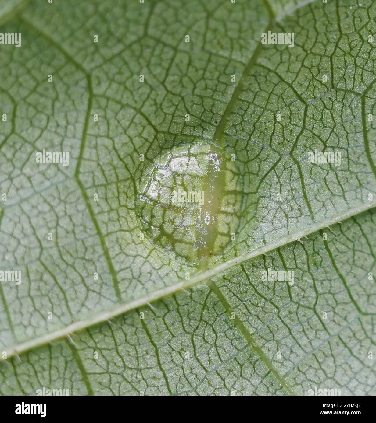 Grape Midge Galls (Vitisiella Stock Photo - Alamy