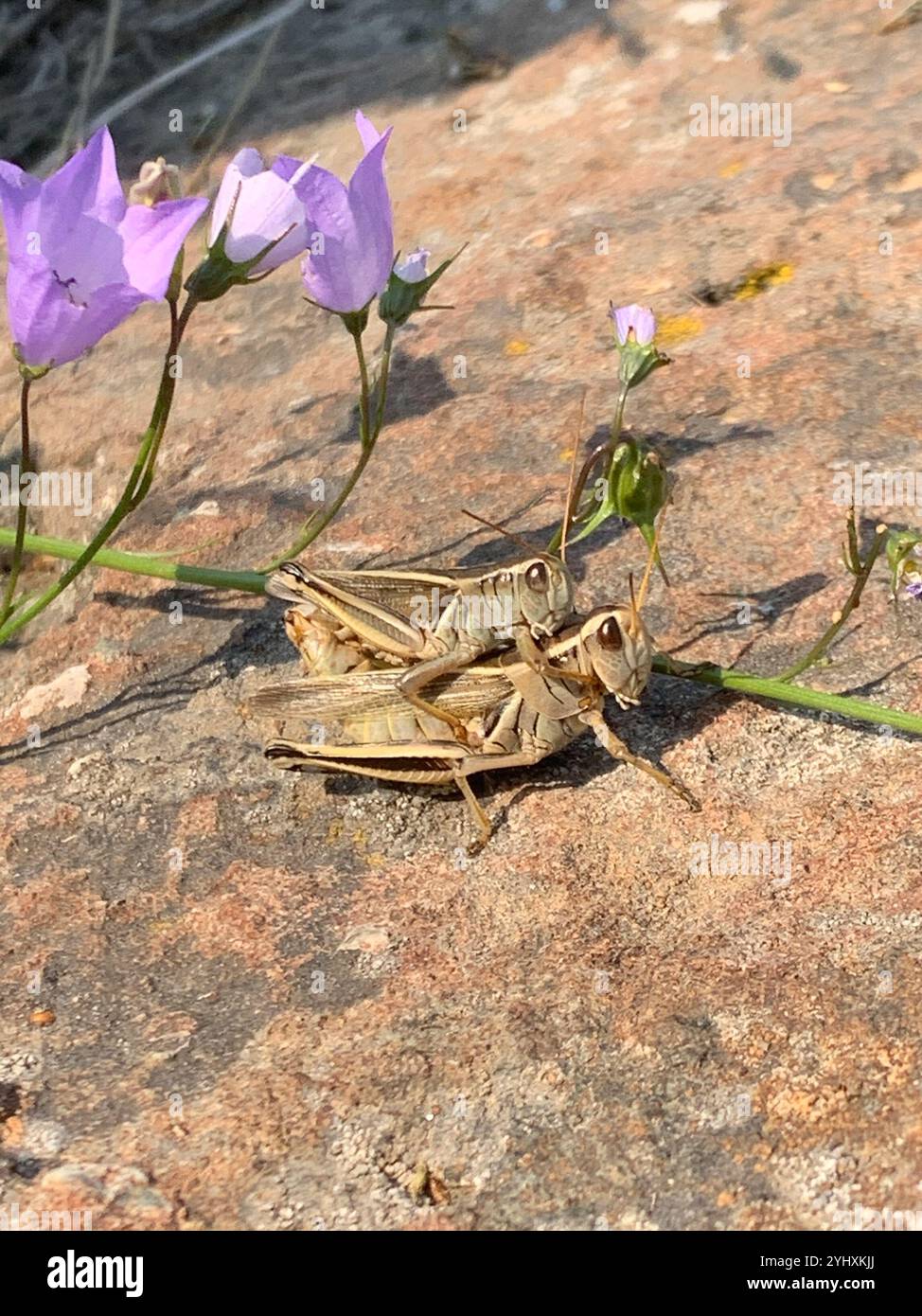 Two-striped Grasshopper (Melanoplus bivittatus Stock Photo - Alamy