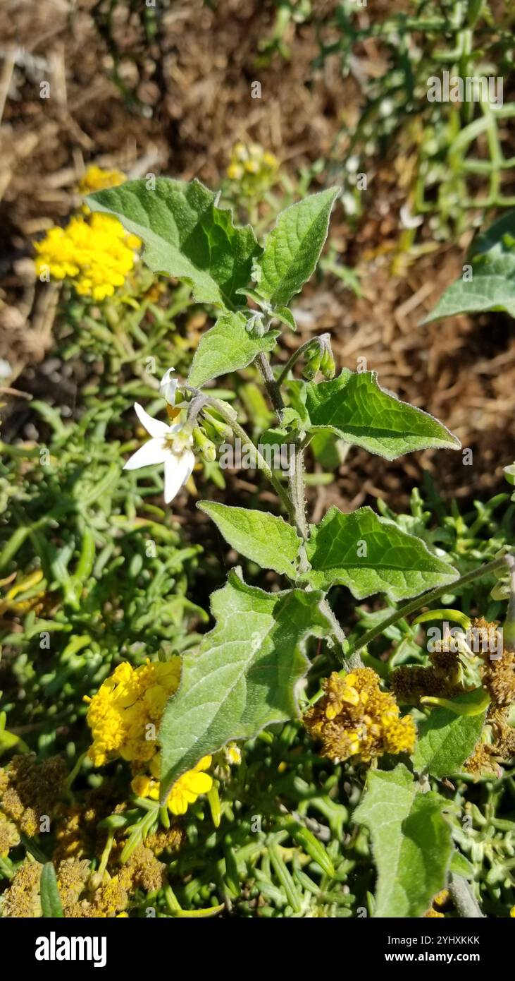 greenspot nightshade (Solanum douglasii Stock Photo - Alamy