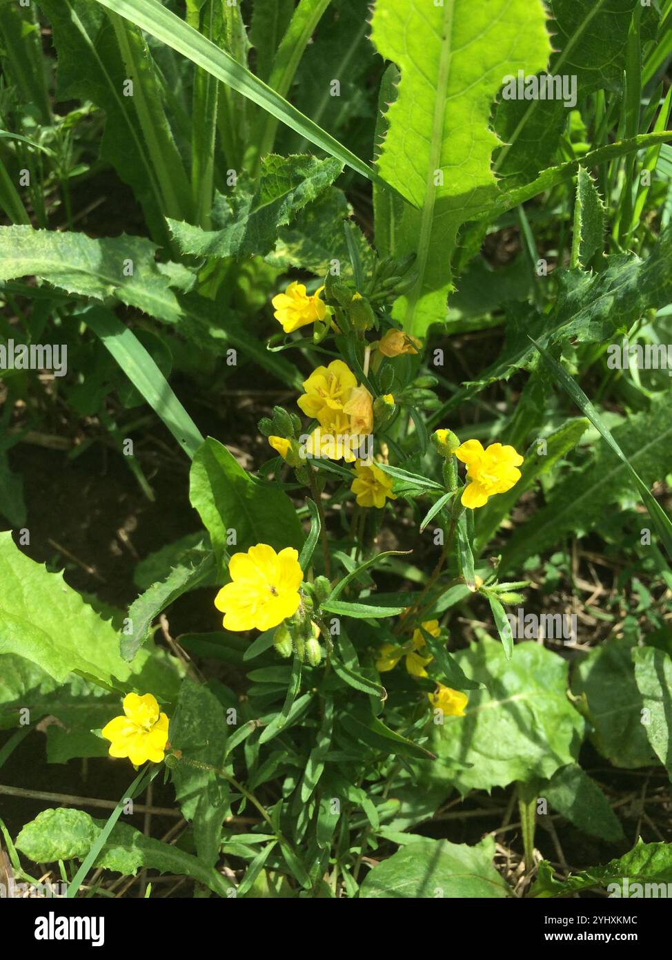 Small Sundrops (Oenothera perennis Stock Photo - Alamy