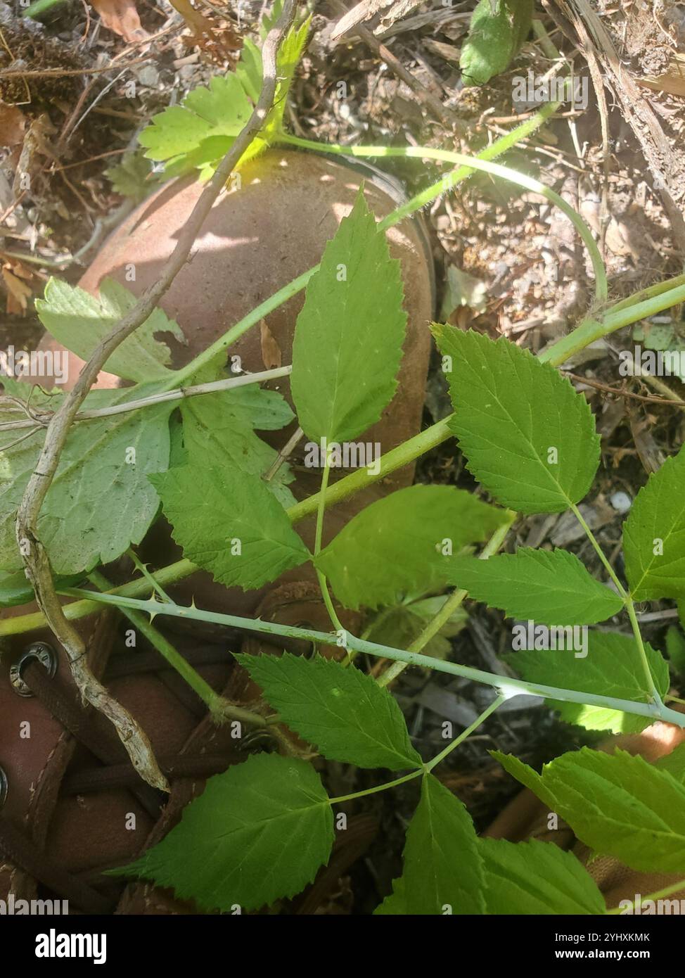 whitebark raspberry (Rubus leucodermis Stock Photo - Alamy