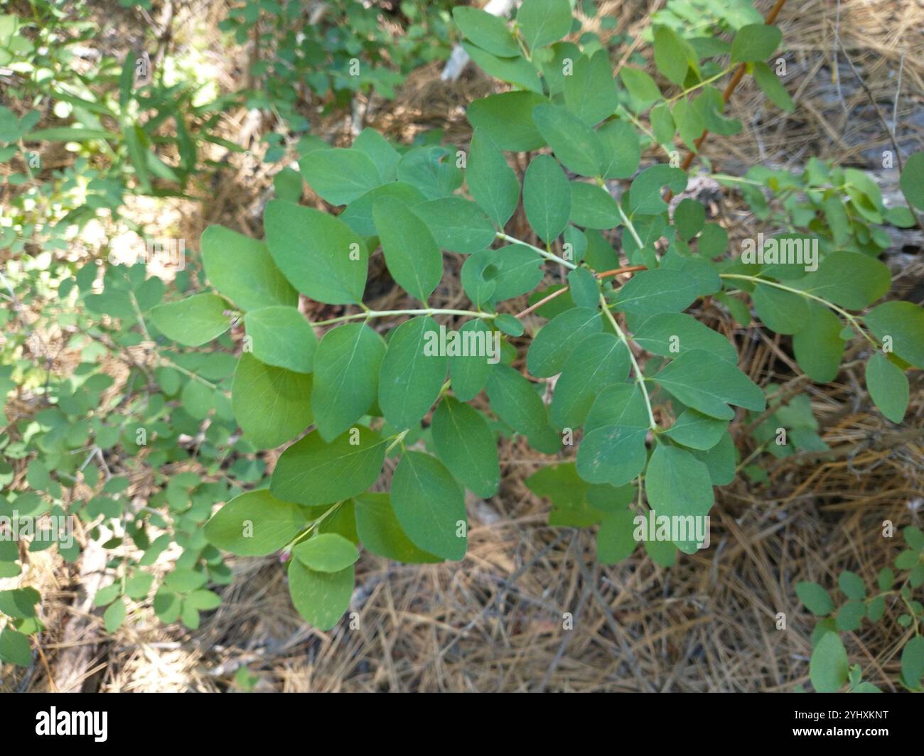 Roundleaf Snowberry (Symphoricarpos rotundifolius Stock Photo - Alamy