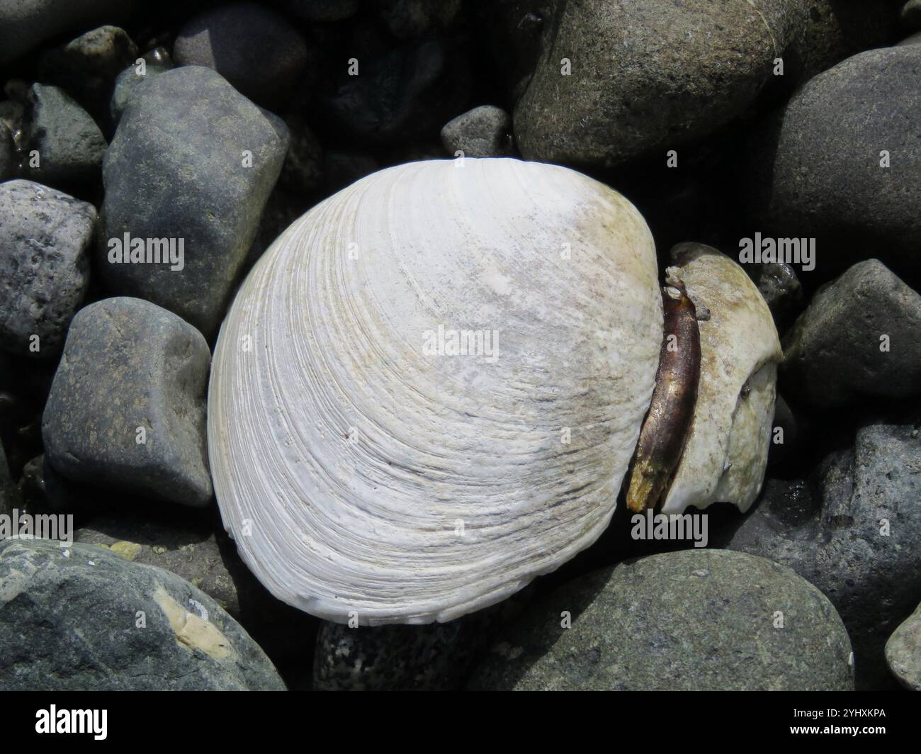 Butter Clam (Saxidomus gigantea Stock Photo - Alamy