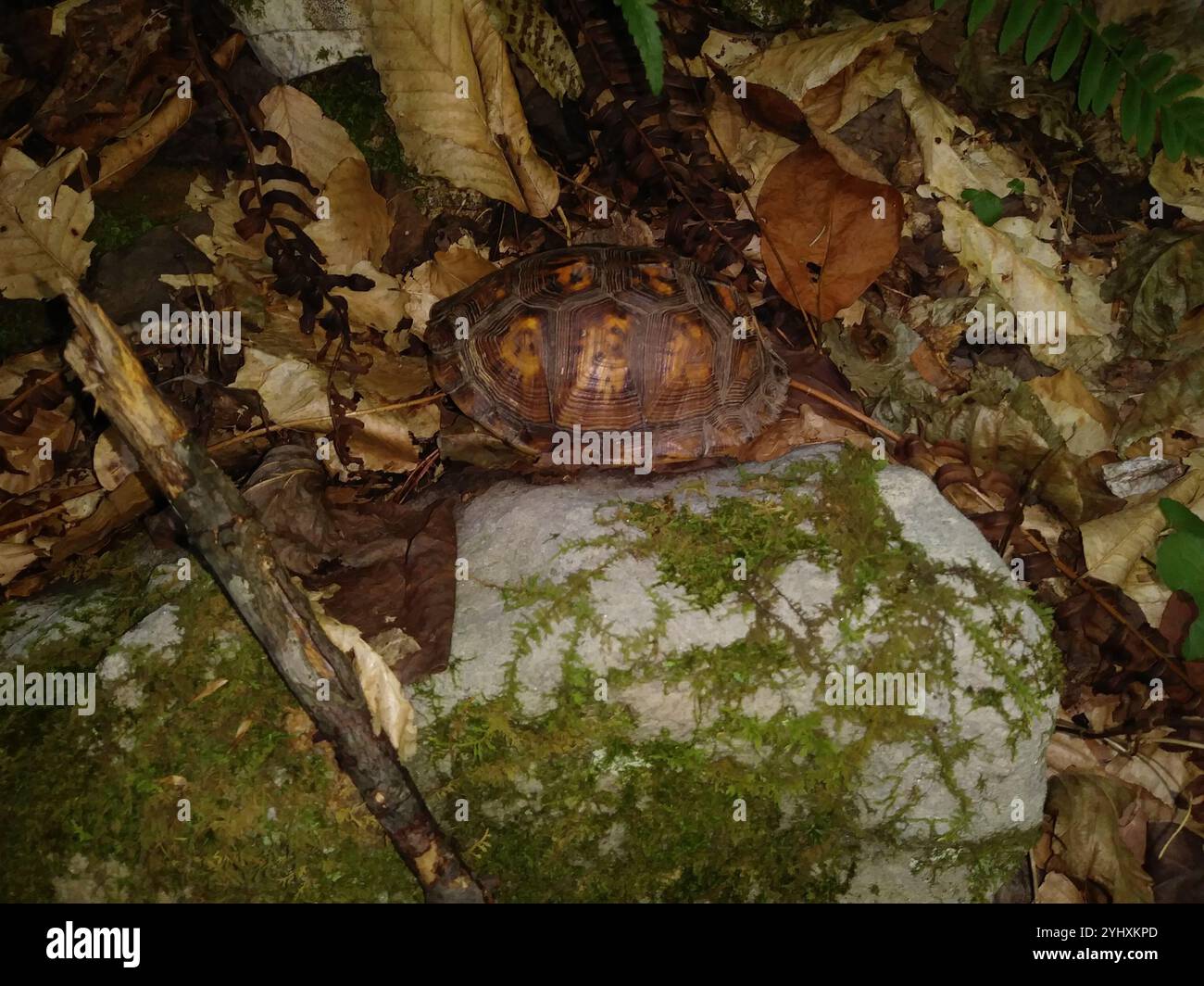 Eastern Box Turtle (Terrapene carolina carolina Stock Photo - Alamy