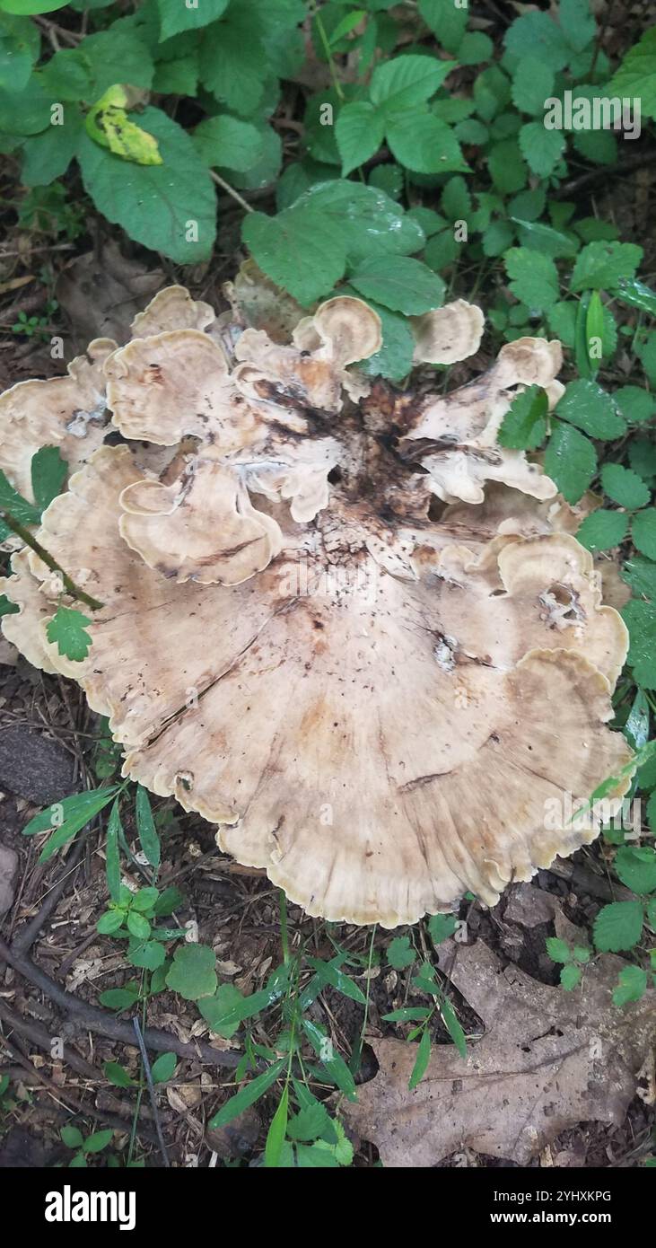 Black-staining Polypore (Meripilus sumstinei Stock Photo - Alamy