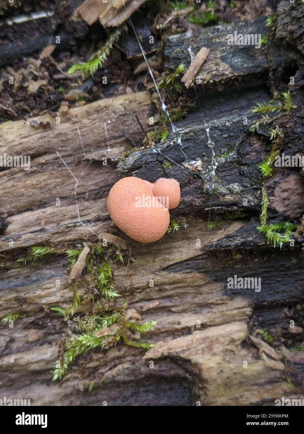 Wolf's Milk (Lycogala epidendrum Stock Photo - Alamy