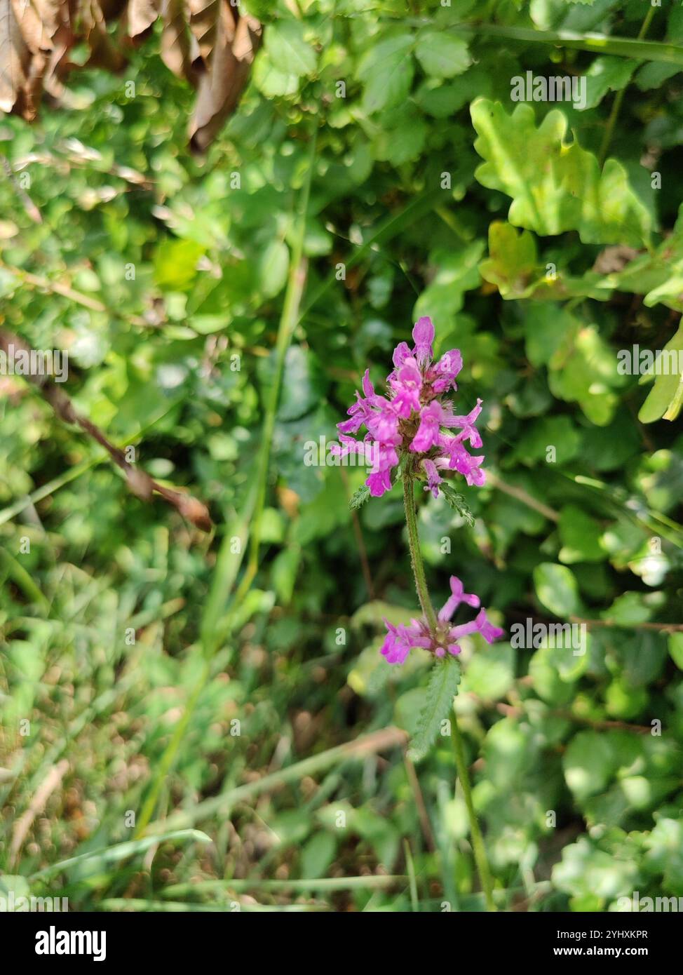common hedge-nettle (Betonica officinalis Stock Photo - Alamy