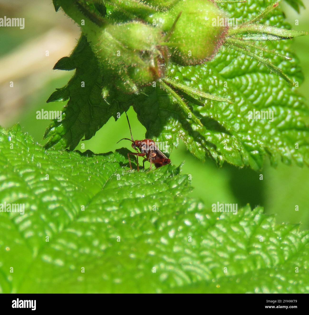 True Bugs (Heteroptera Stock Photo - Alamy