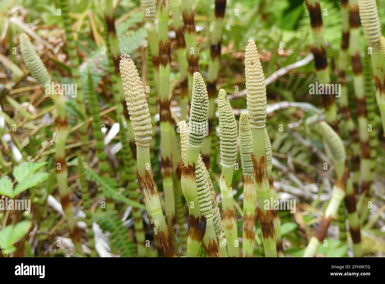 great horsetail (Equisetum telmateia Stock Photo - Alamy