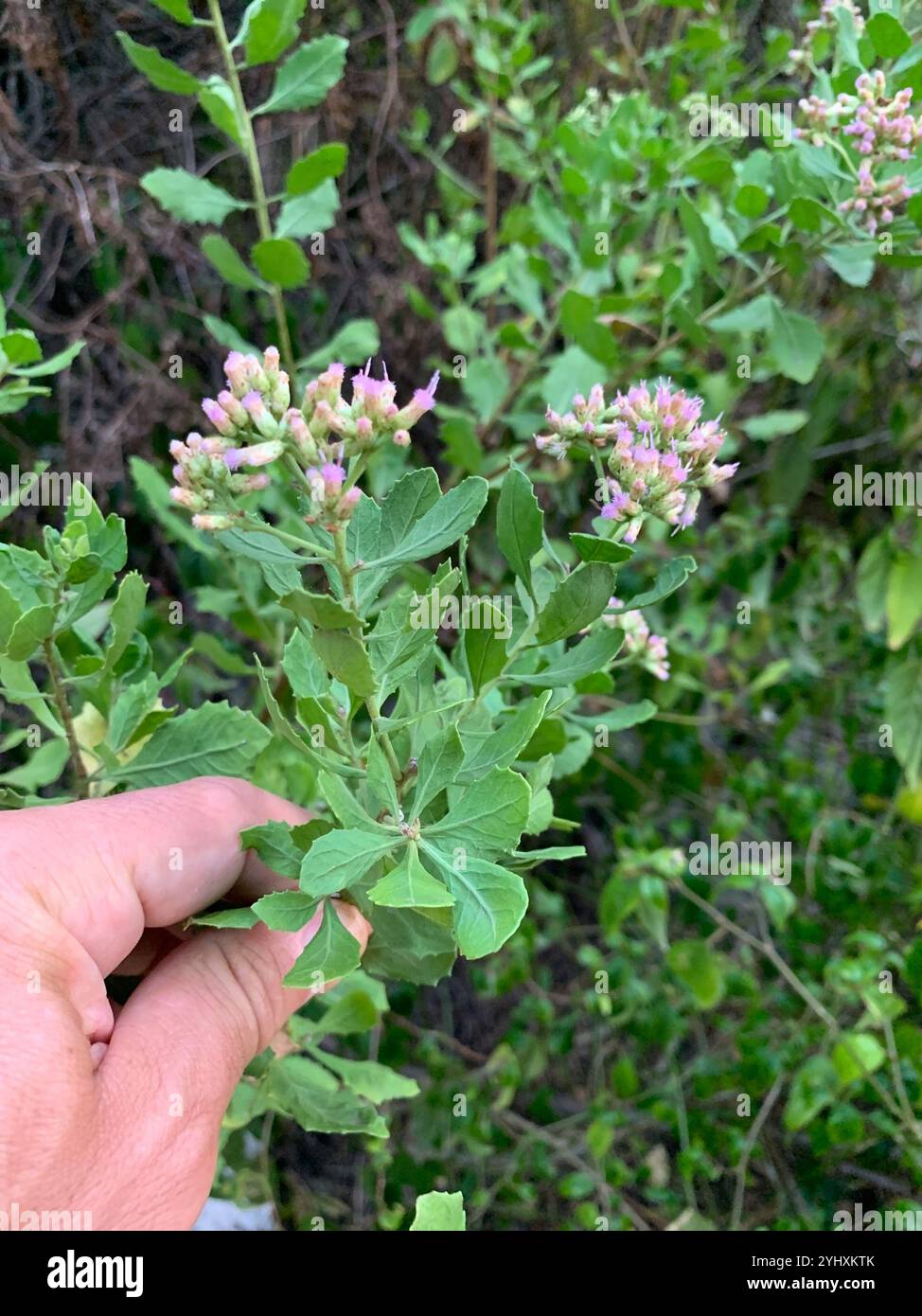 Indian marsh fleabane hi-res stock photography and images - Alamy