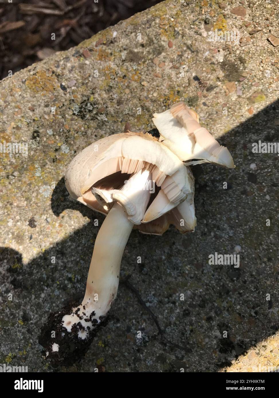 Yellow Stainer (Agaricus xanthodermus Stock Photo - Alamy