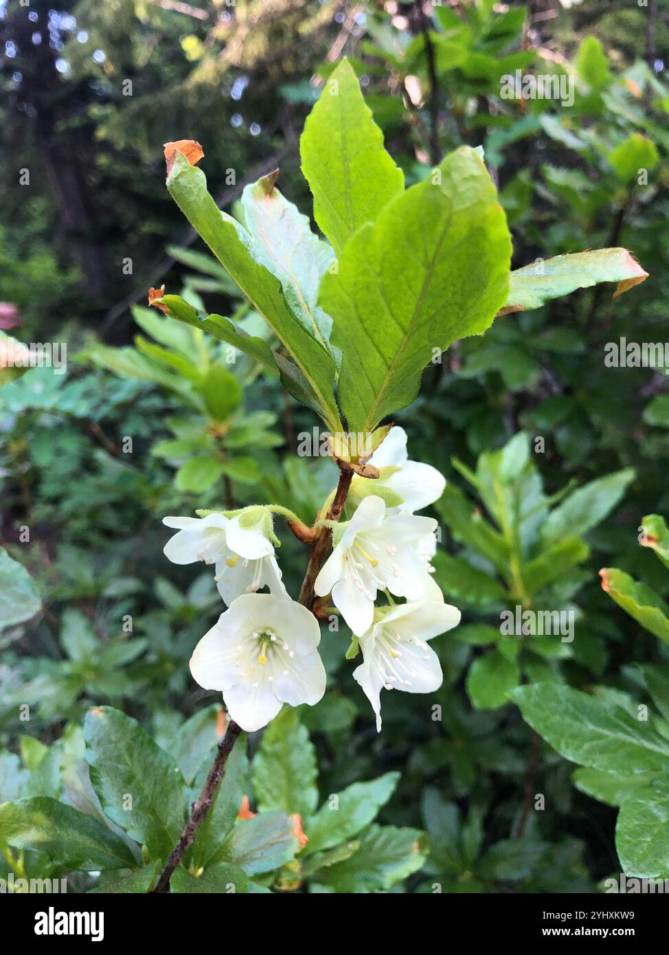 White-flowered Rhododendron (Rhododendron albiflorum Stock Photo - Alamy