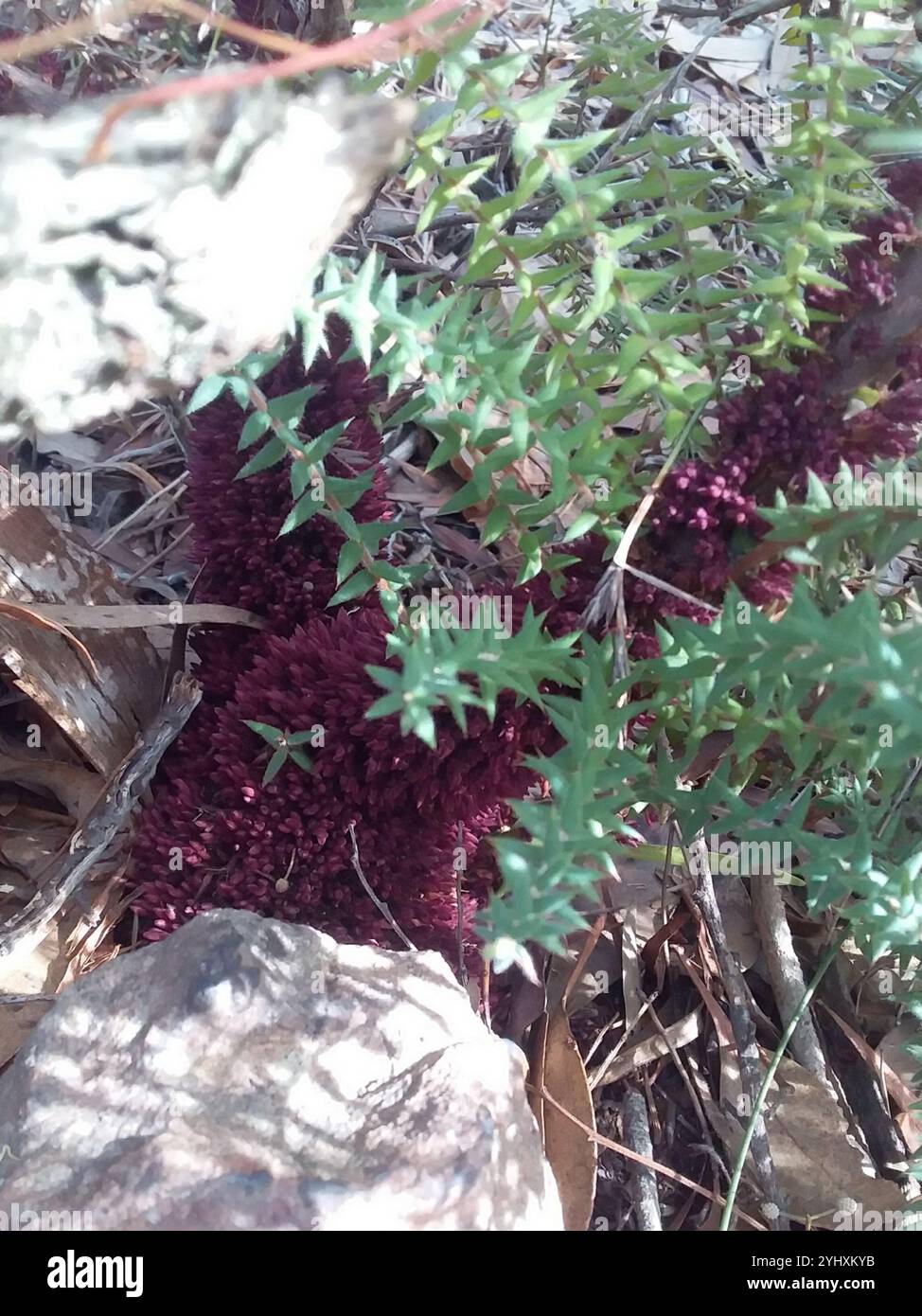 Mount Lofty Ground-berry (Acrotriche fasciculiflora Stock Photo - Alamy