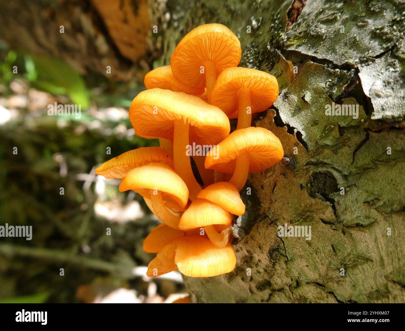 Orange mycena leaiana hi-res stock photography and images - Alamy