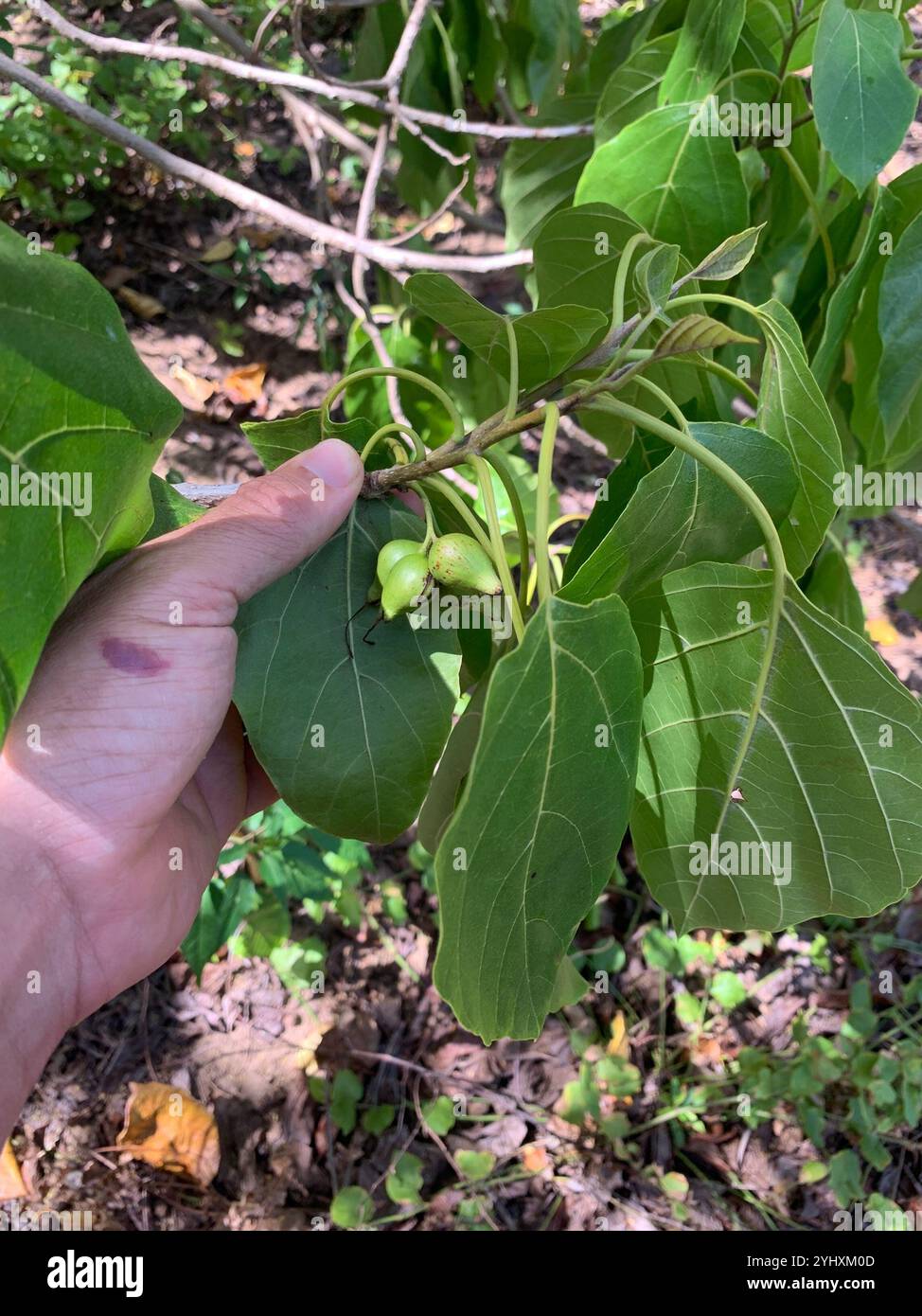Kerosene Tree (Cordia subcordata Stock Photo - Alamy