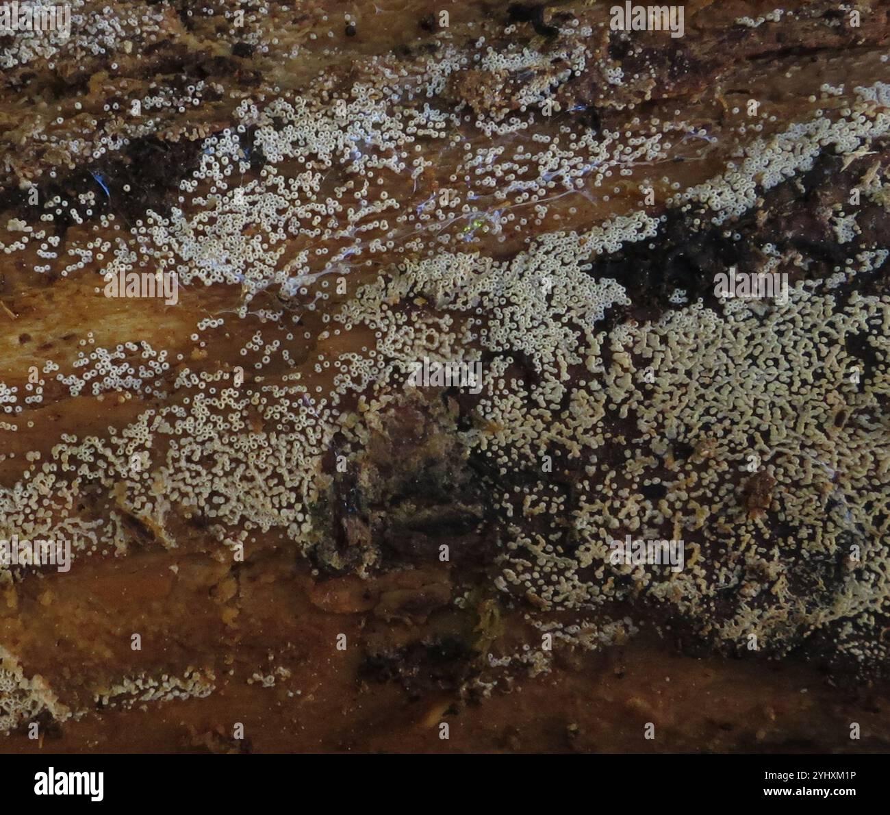 Henningsomyces hi-res stock photography and images - Alamy