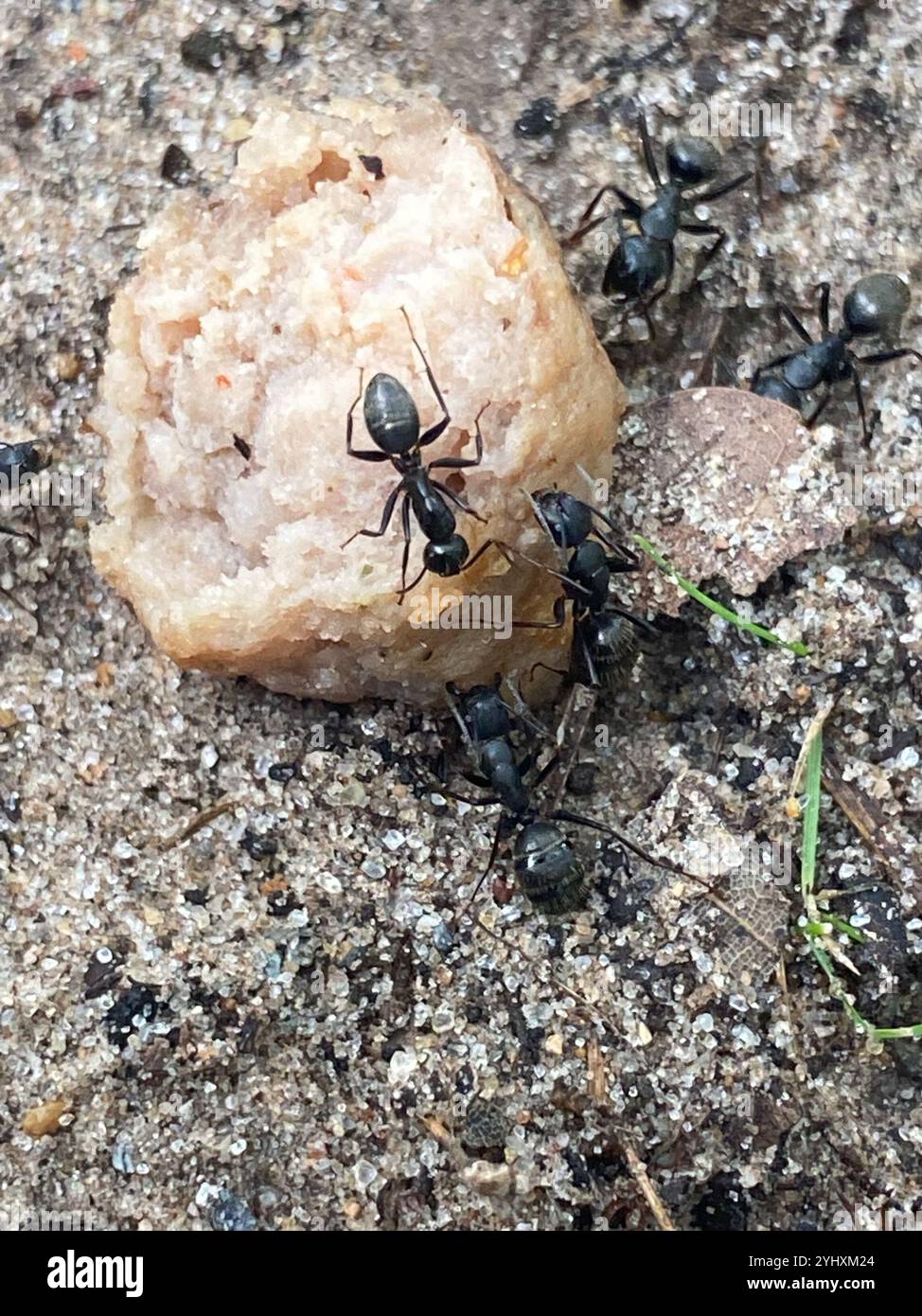 Eastern Black Carpenter Ant (Camponotus pennsylvanicus Stock Photo - Alamy