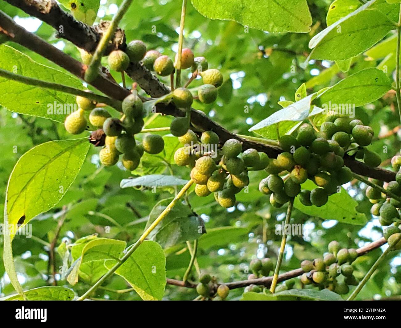 common prickly ash (Zanthoxylum americanum Stock Photo - Alamy