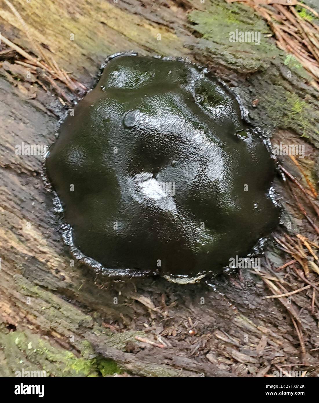 Dog's nose fungus (Camarops petersii Stock Photo - Alamy