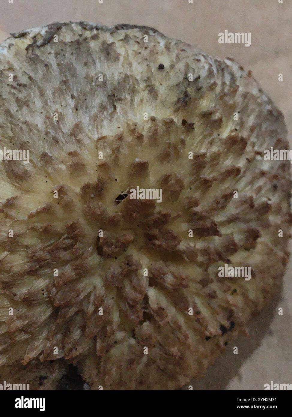Pineapple Bolete (Boletellus ananas Stock Photo - Alamy