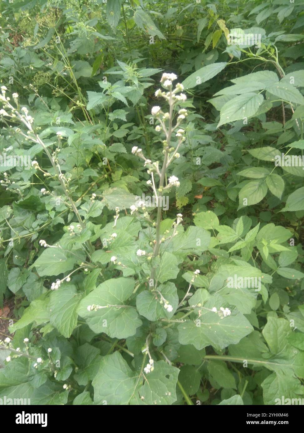 Asian trailplant (Adenocaulon himalaicum Stock Photo - Alamy