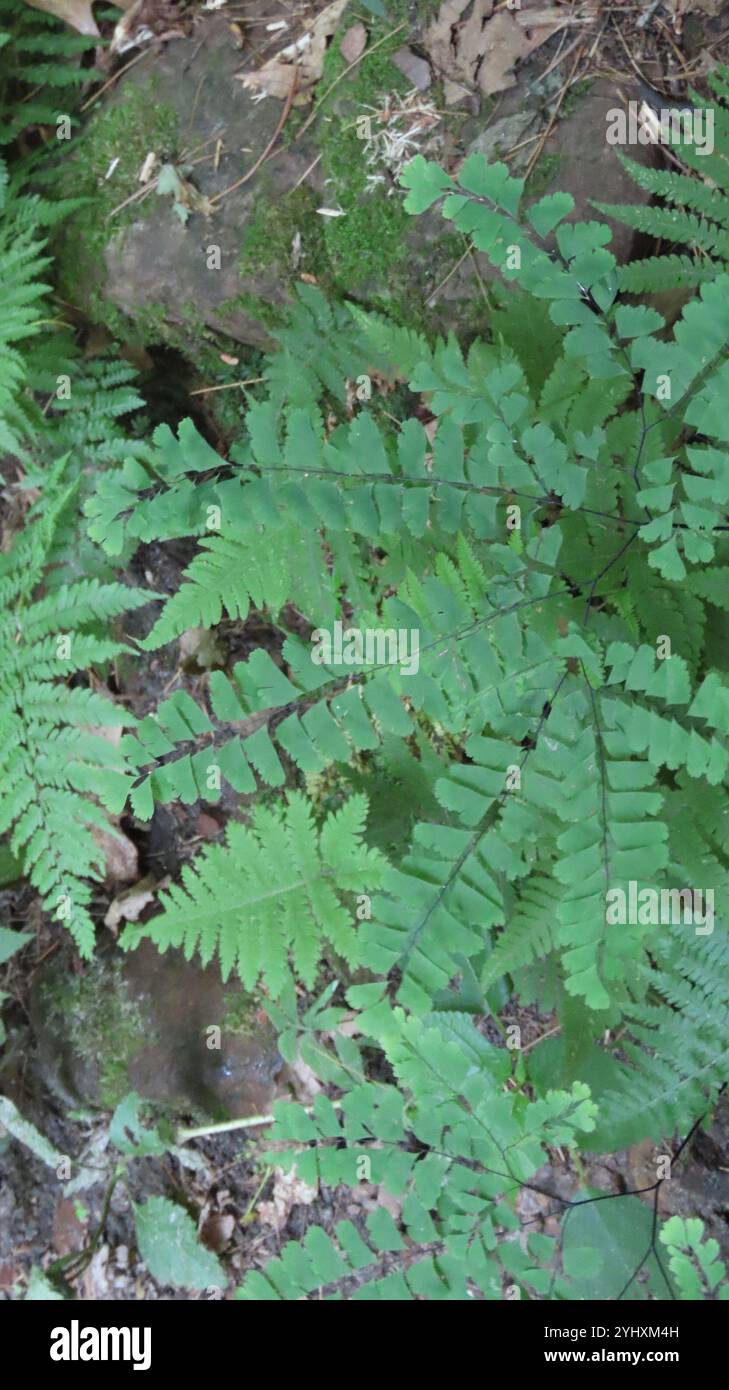 northern maidenhair fern (Adiantum pedatum Stock Photo - Alamy