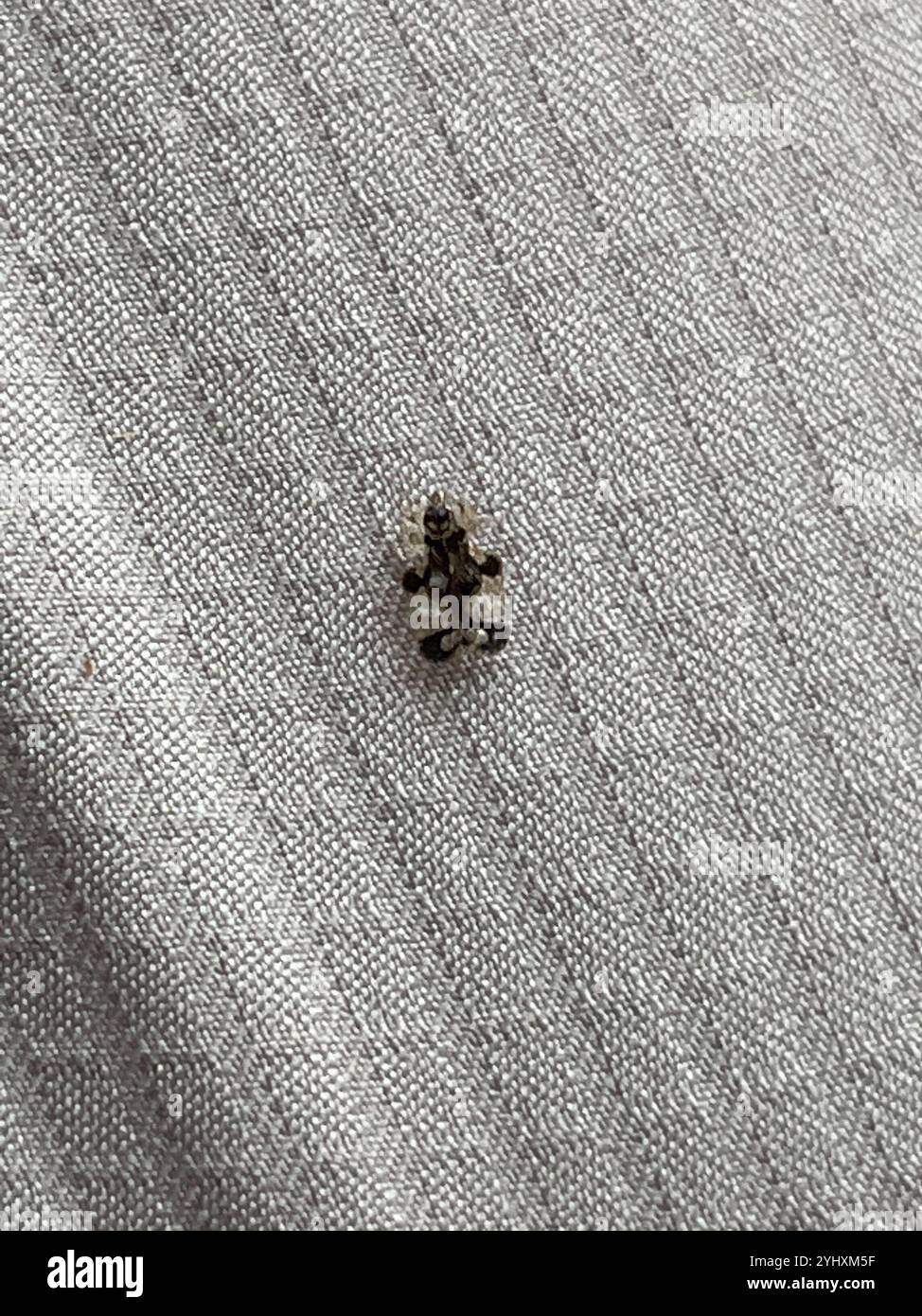 Eastern Sycamore Lace Bug (Corythucha ciliata Stock Photo - Alamy