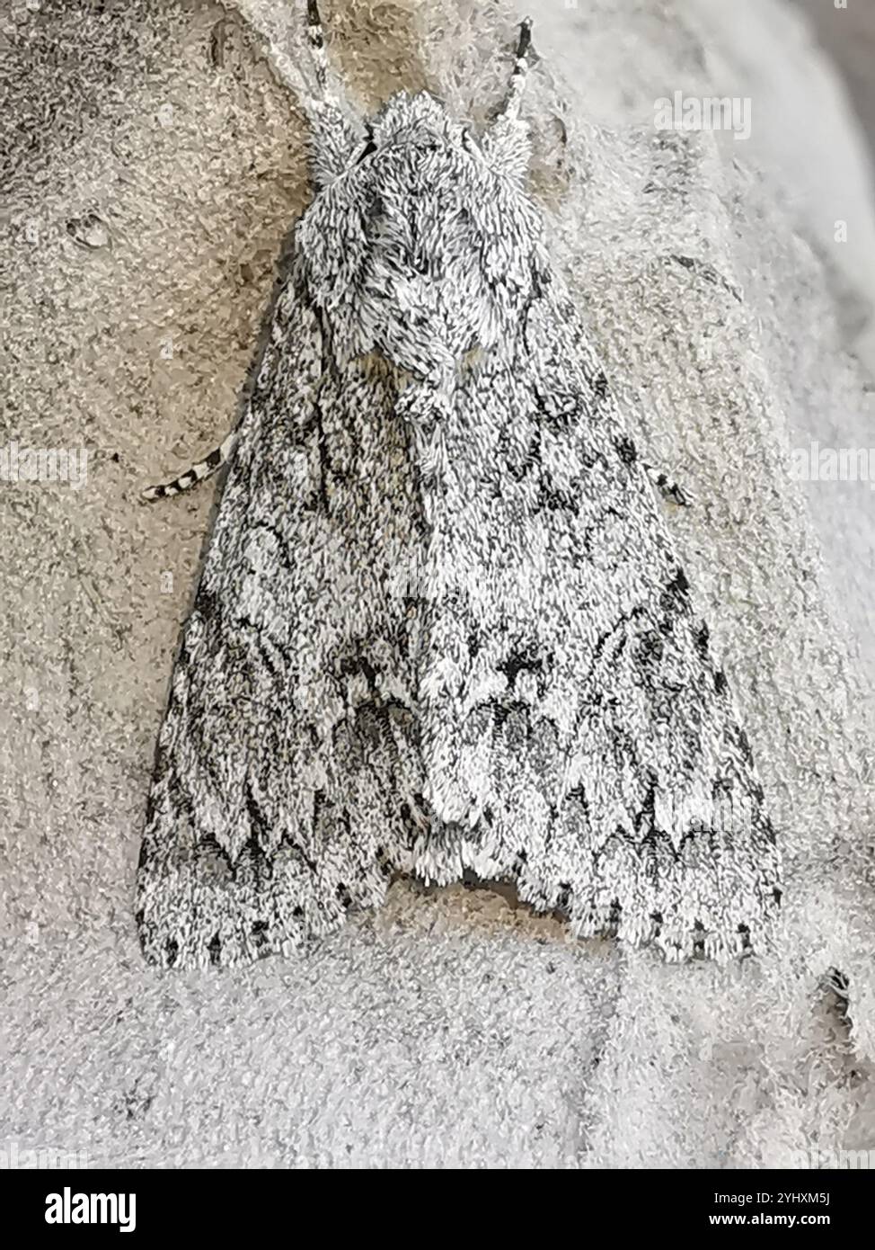 Sycamore Moth (Acronicta aceris Stock Photo - Alamy