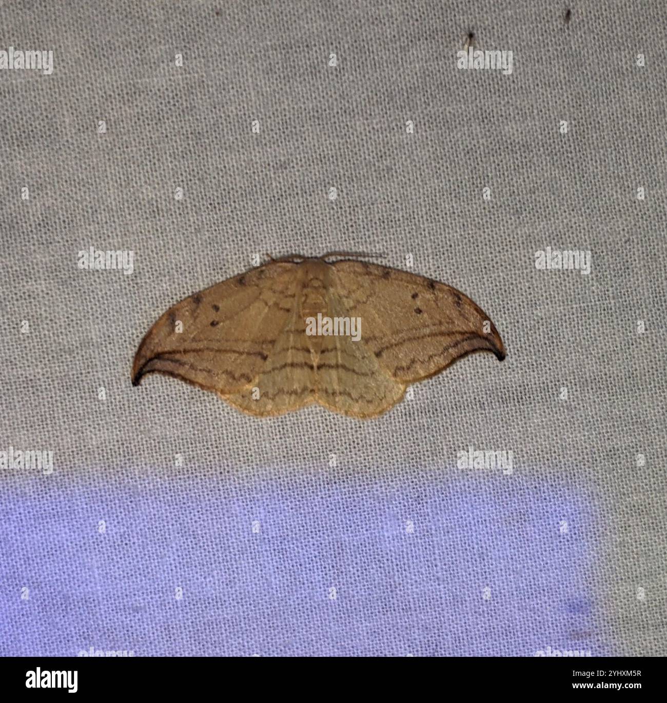 Arched Hooktip Moth (Drepana arcuata Stock Photo - Alamy