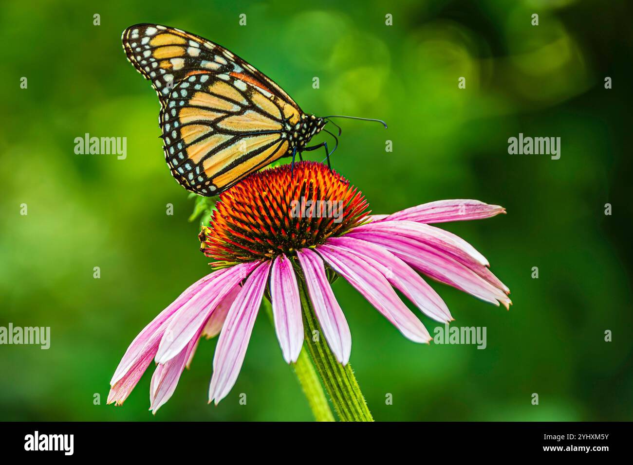 Monarch butterfly sitting on an echinacea flower Stock Photo - Alamy