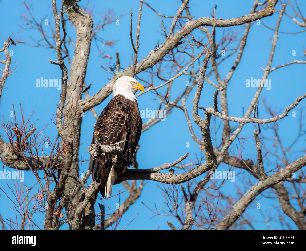 a bald eagle resting on the top of the tree branch under clear blue sky ...