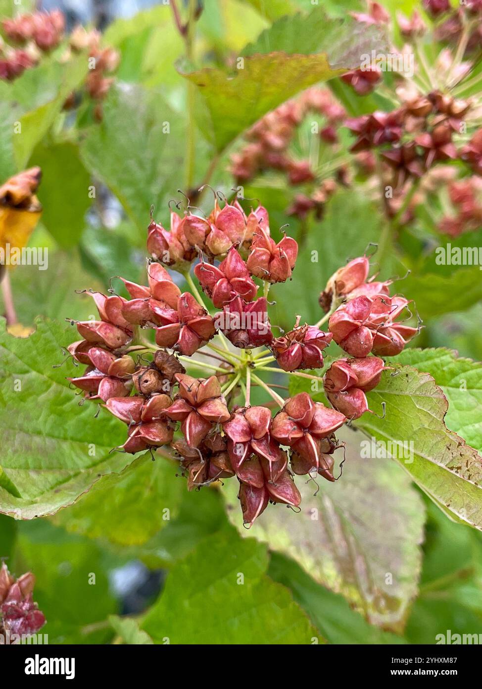 common ninebark (Physocarpus opulifolius Stock Photo - Alamy