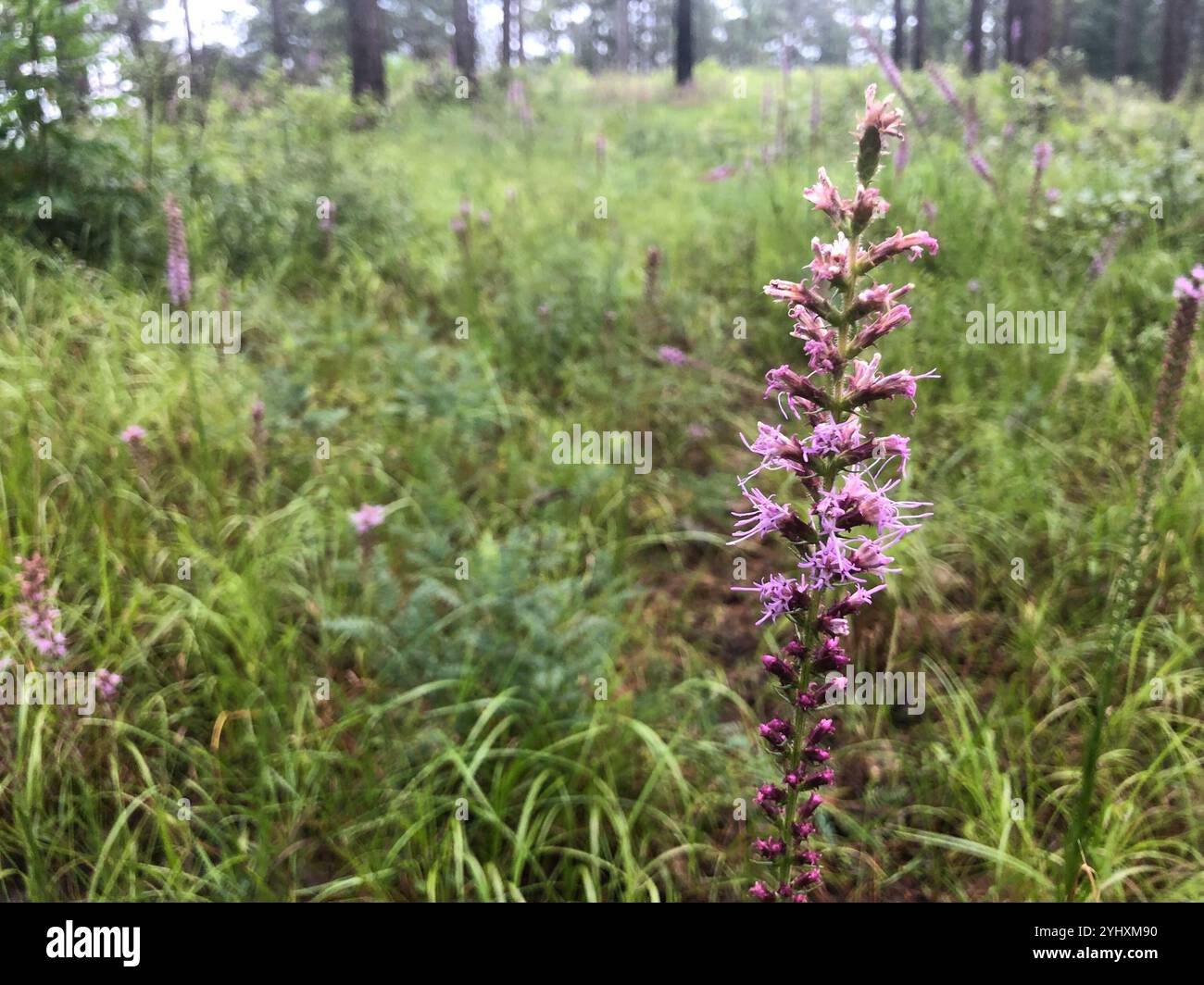 hairy prairie blazingstar (Liatris pycnostachya lasiophylla Stock Photo ...