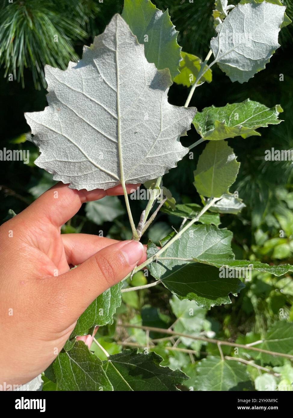 white poplar (Populus alba Stock Photo - Alamy