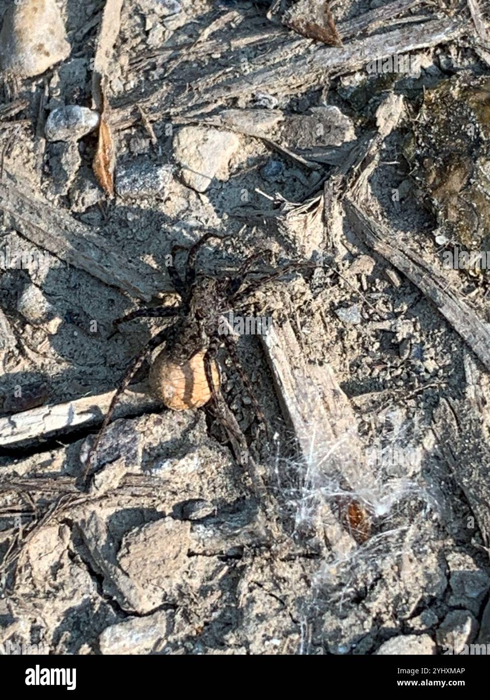 Thin-legged Wolf Spiders (Pardosa Stock Photo - Alamy