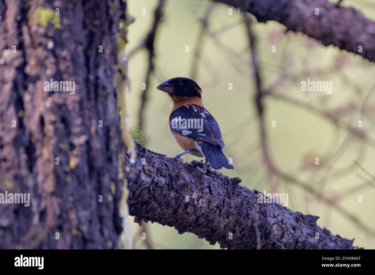 Black-headed Grosbeak (Pheucticus melanocephalus Stock Photo - Alamy